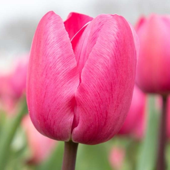 Tulipa Tineke vd Meer - BIO | Natural Bulbs DK