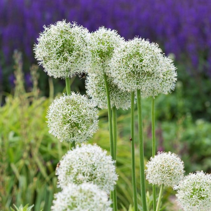 Allium Mount Everest - BIO | Natural Bulbs DK