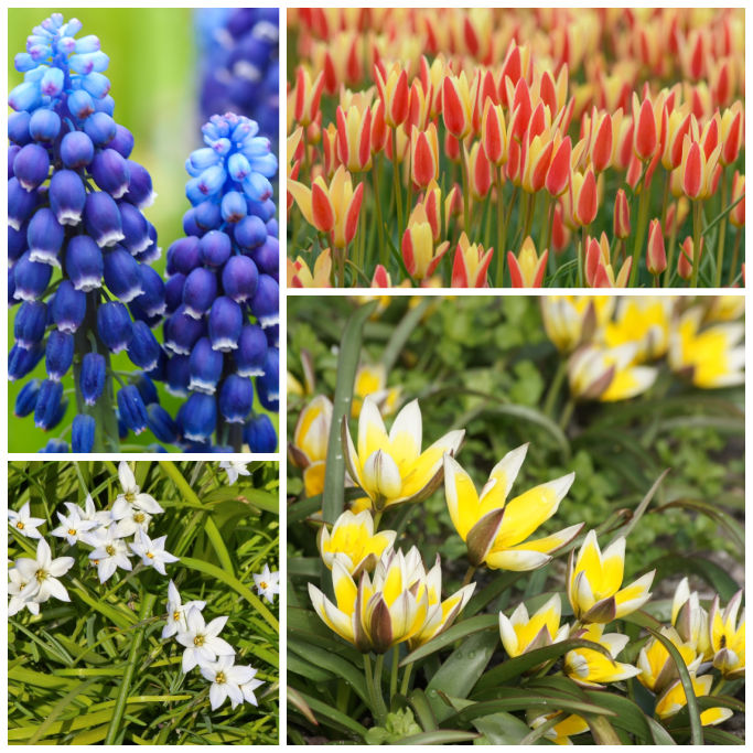 Bibuffet til containere v2 - BIO | Natural Bulbs DK