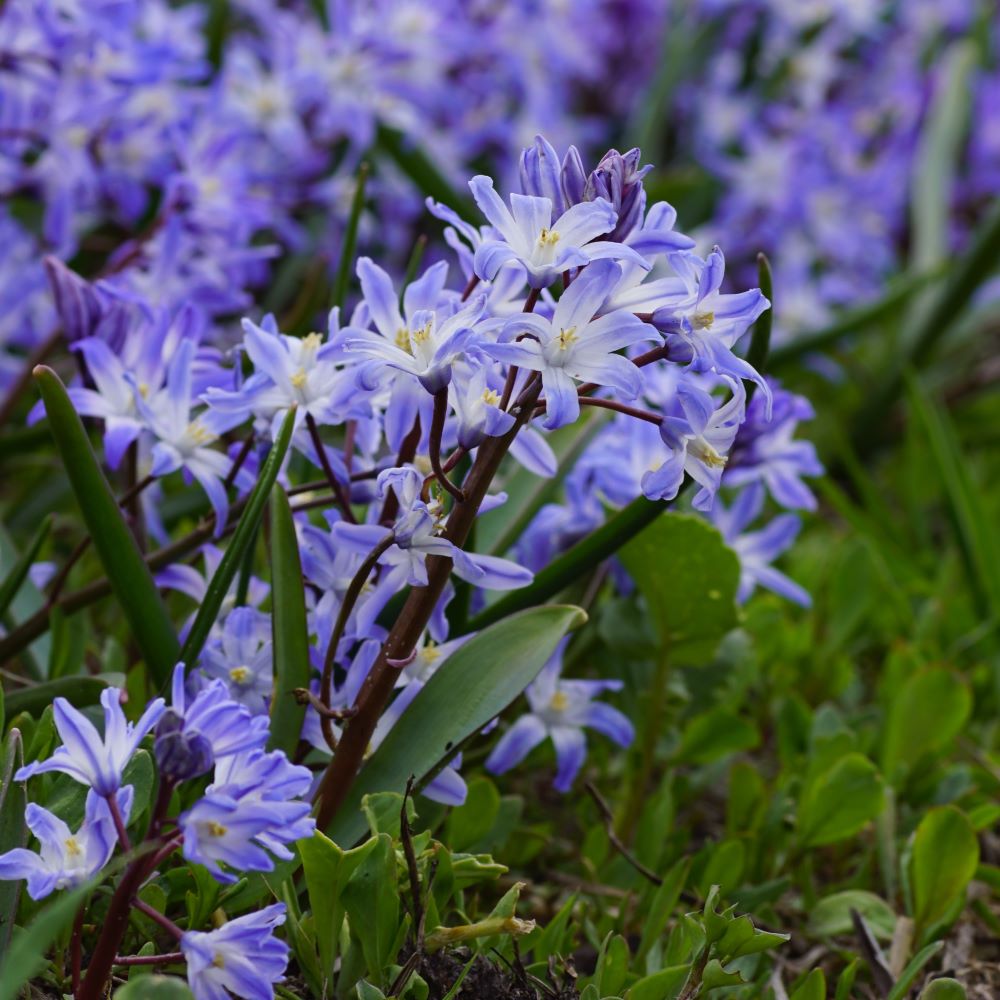 Chionodoxa Blue Giant - BIO | Natural Bulbs