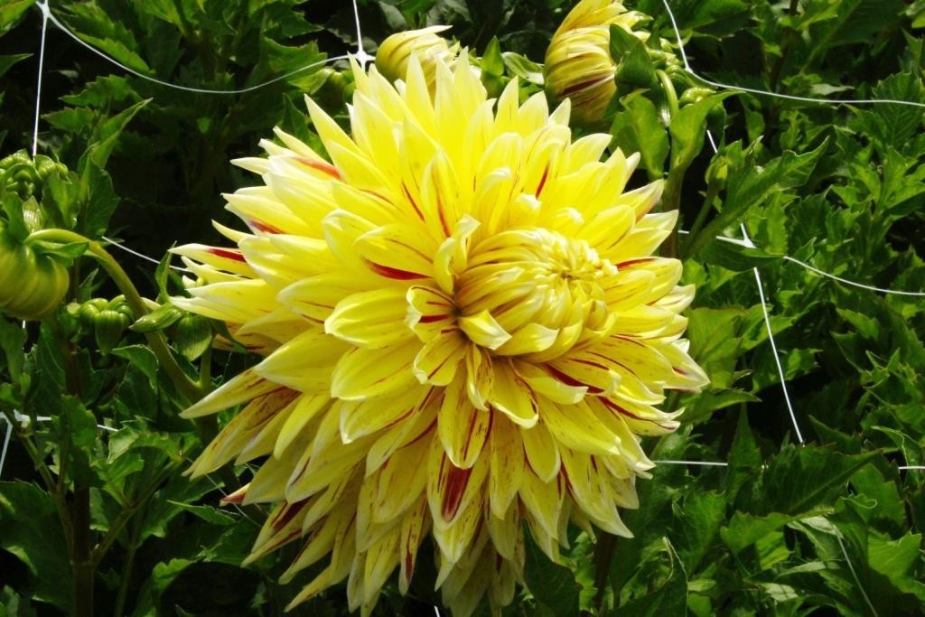 Dahlia Cambridge - BIO | Natural Bulbs DK