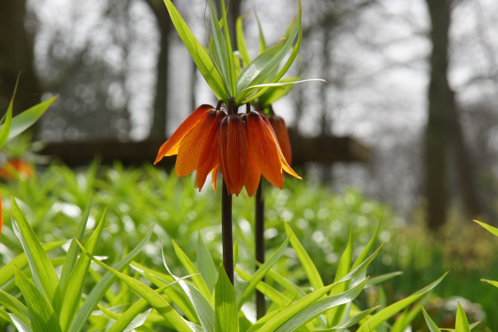 Fritillaria imp. Early Dream - BIO | Natural Bulbs DK