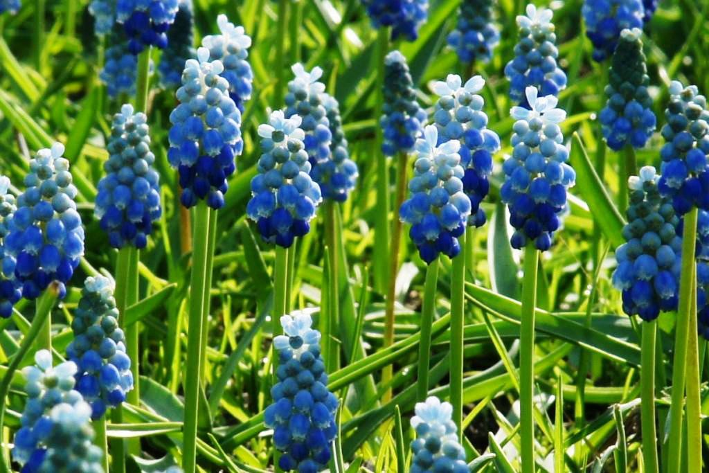 Muscari Lady Blue - BIO | Natural Bulbs DK