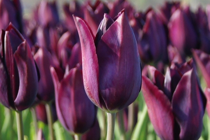 Tulipa Havran - BIO | Natural Bulbs DK