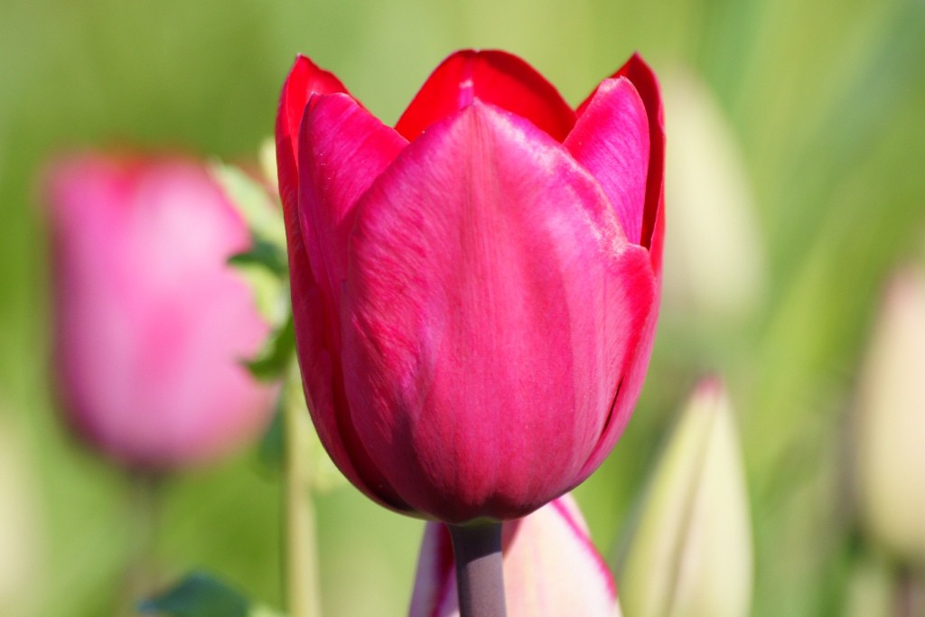 Tulipa Roussillon - BIO | Natural Bulbs DK